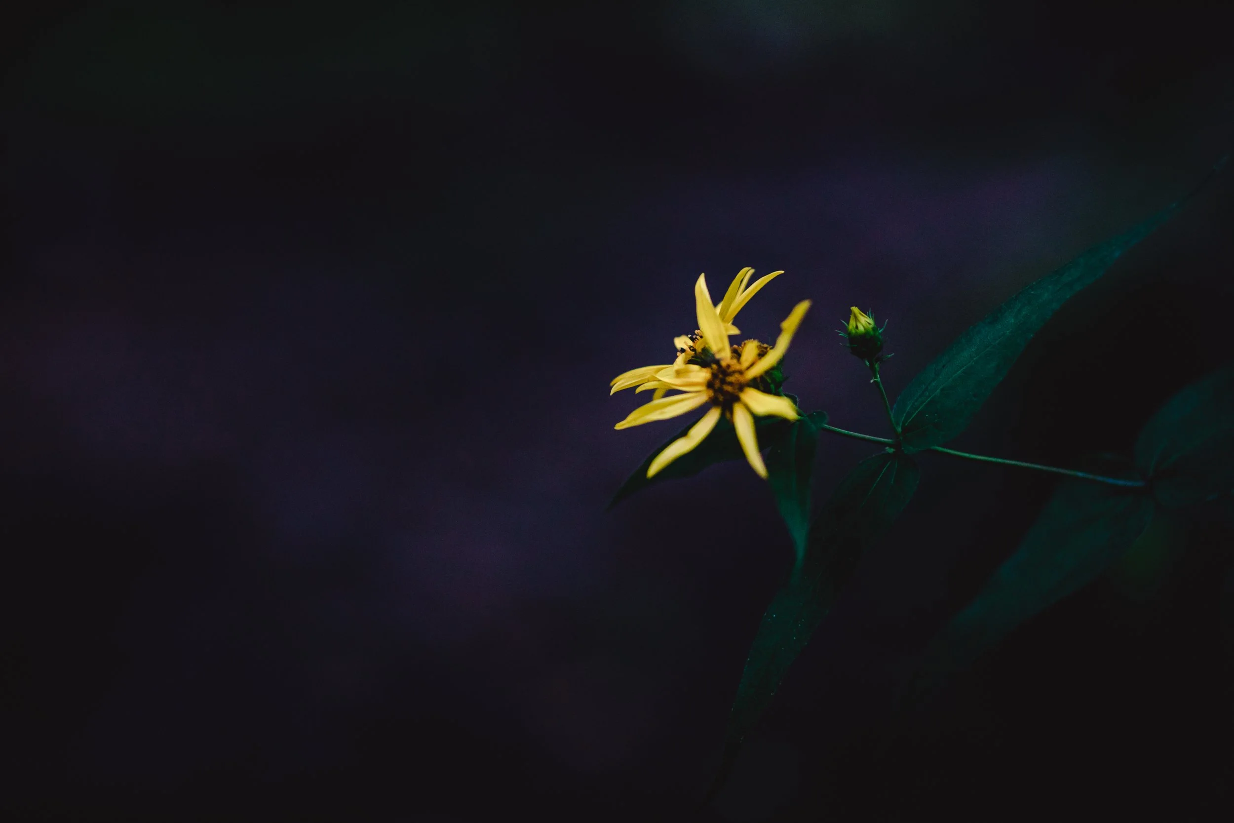 Maternity Boudoir Photography in Chelsea, Michigan — Jennifer Mason ...