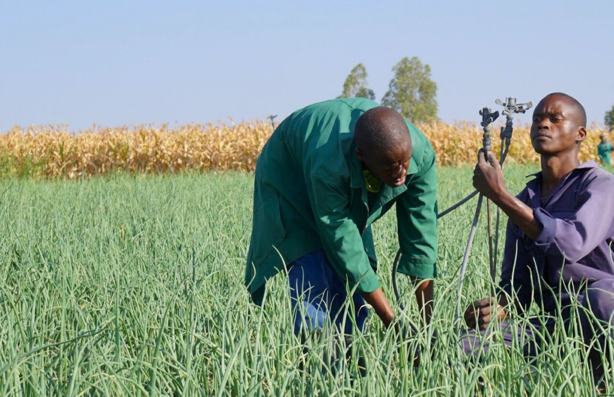 Agritech Kenya County Fair 2024 — A Light Bulb of Youth In African ...
