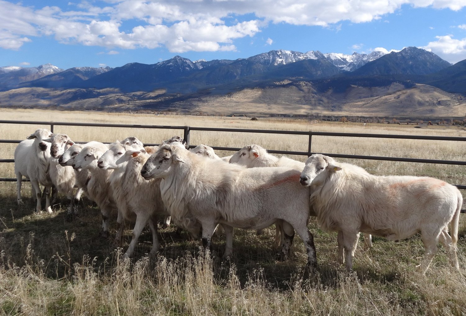 What are Katahdins? — KRK Katahdins