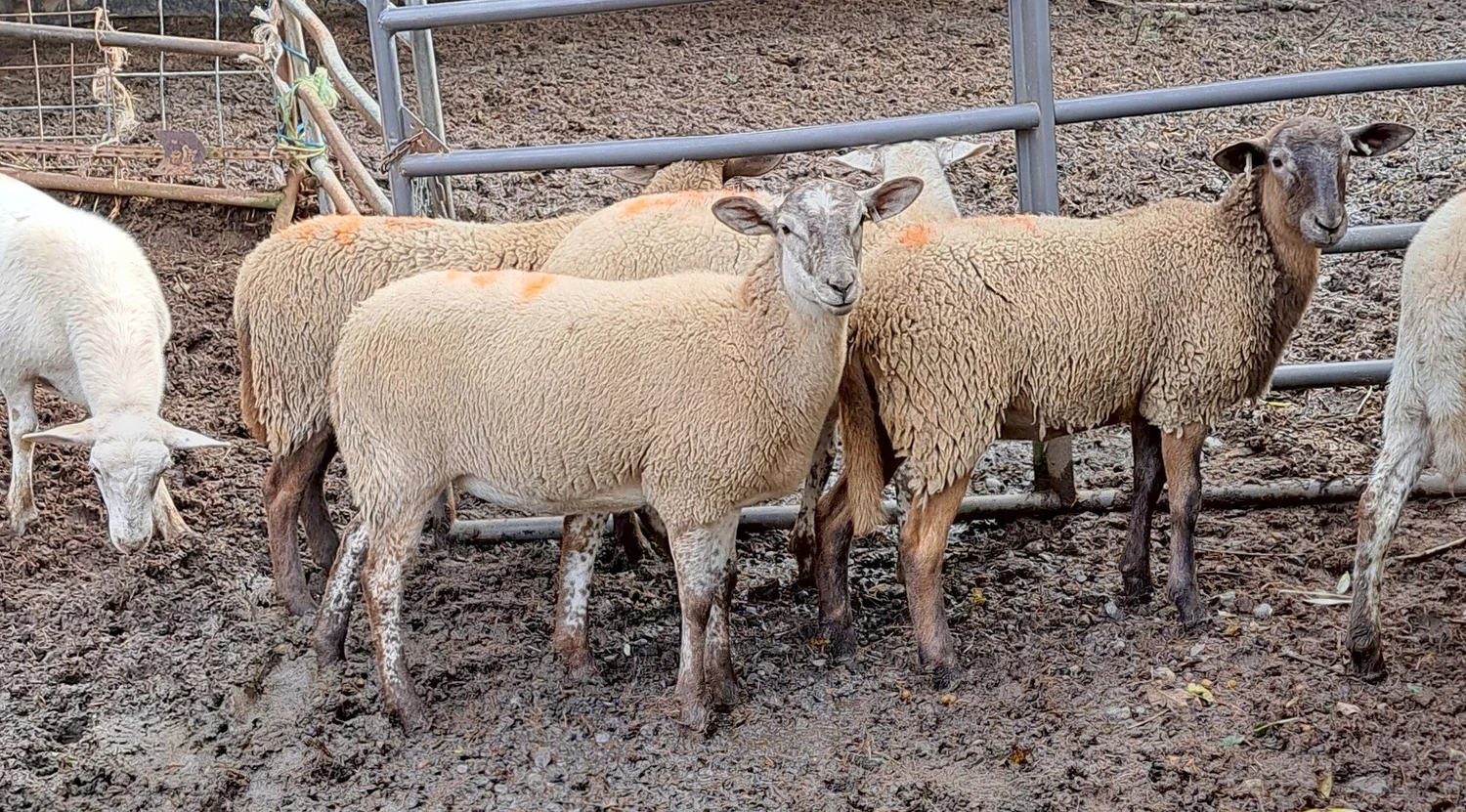 Ewe lambs for sale — KRK Katahdins