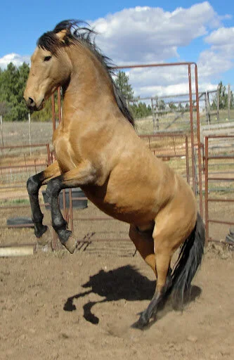 THE INDIAN HORSE — Sioux Replications