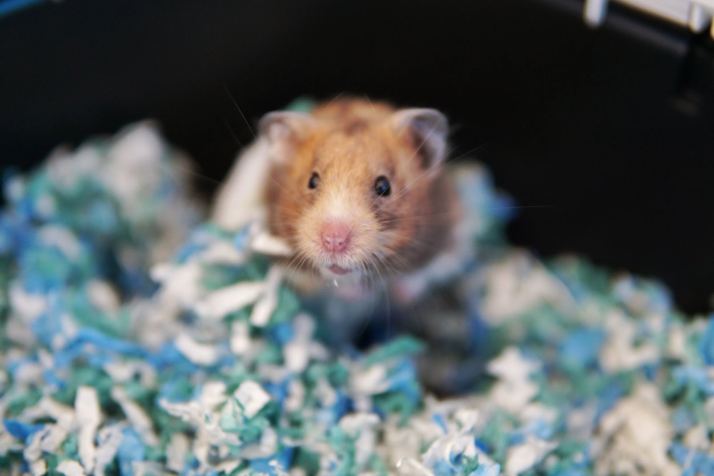 Hamster Care Blog - Hamster Species — Hamster Society (Singapore)