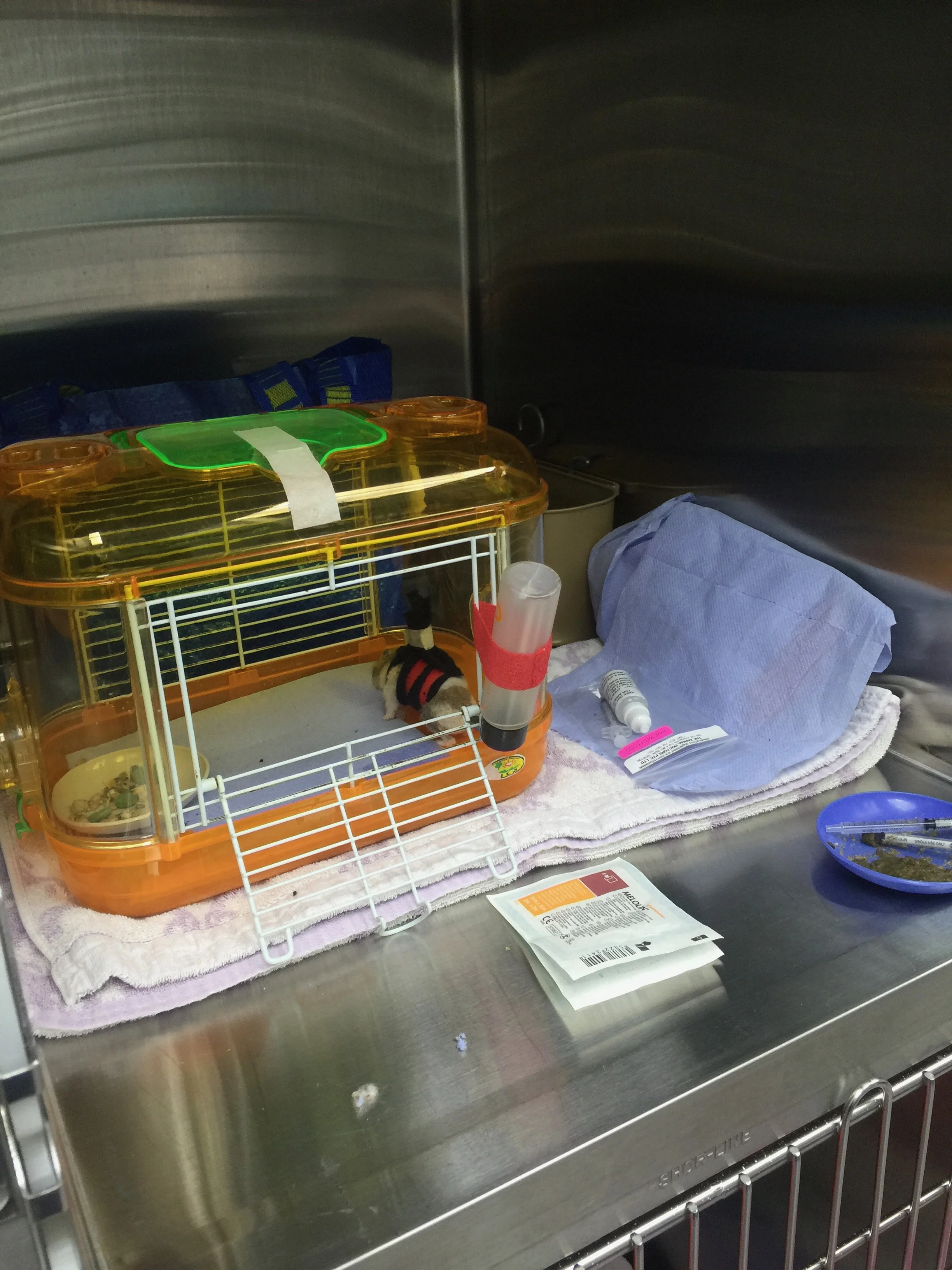 Hamster Care Blog - Medical Care — Hamster Society (Singapore)