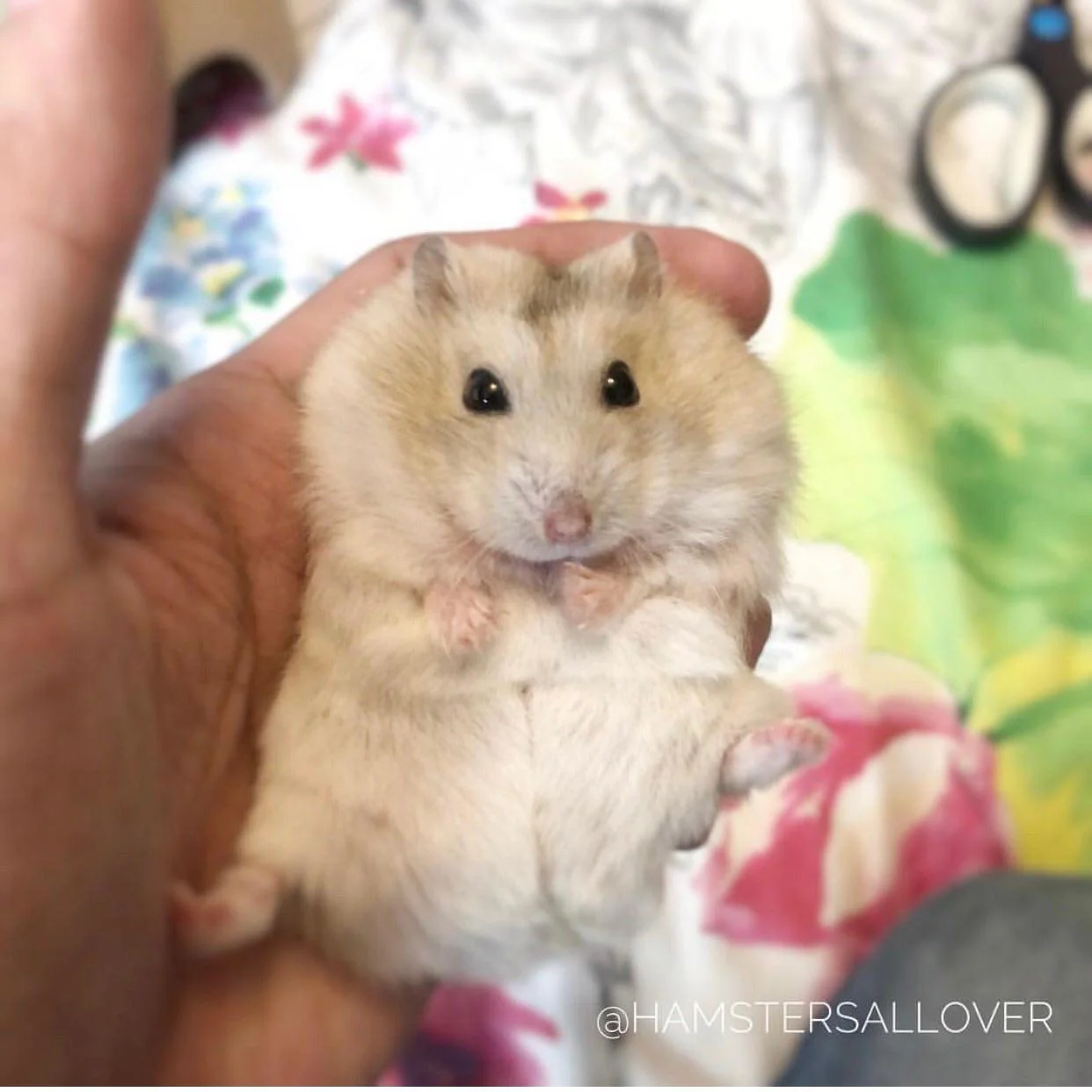 Identifying Gender — Hamster Society (Singapore)