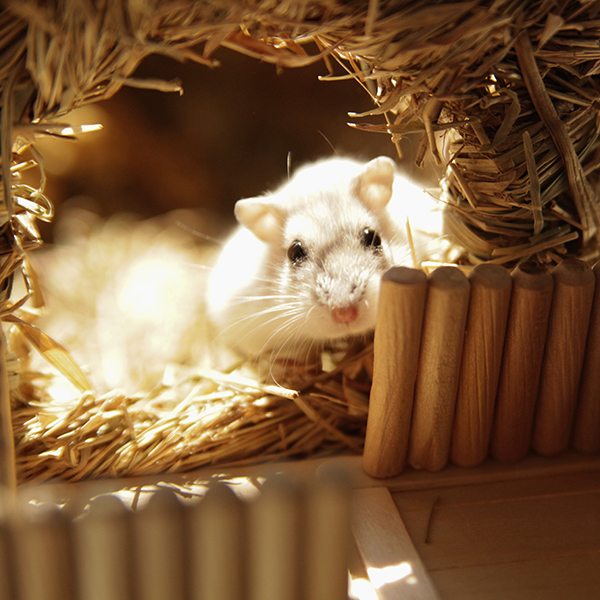 Dou Nai (Adopted) — Hamster Society (Singapore)