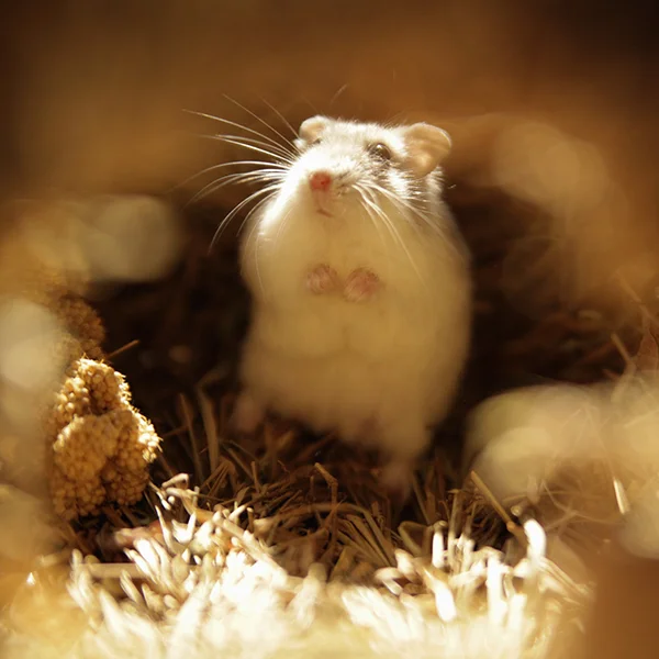 Dou Nai (Adopted) — Hamster Society (Singapore)