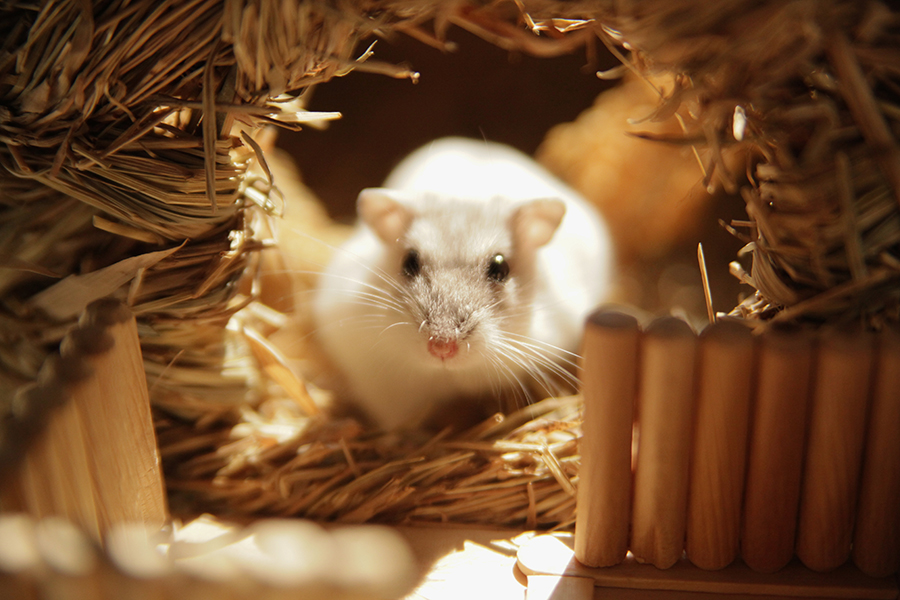 Dou Nai (Adopted) — Hamster Society (Singapore)