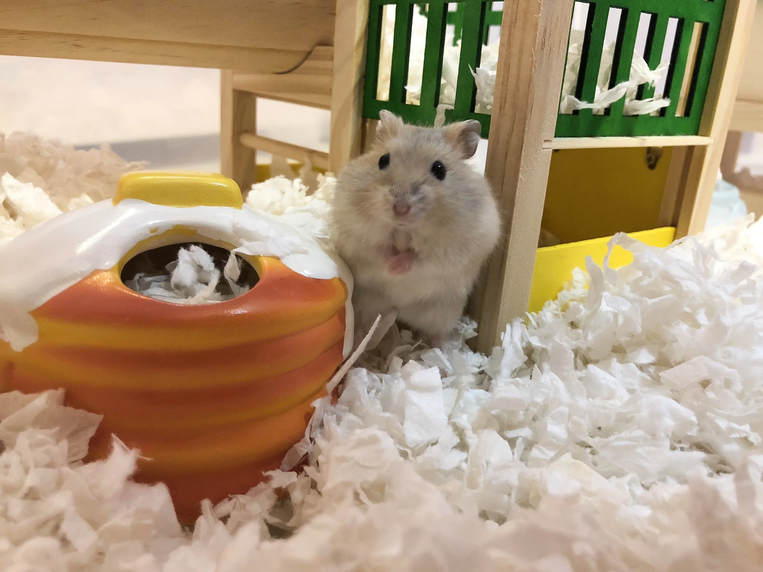 Finn (Adopted) — Hamster Society (Singapore)