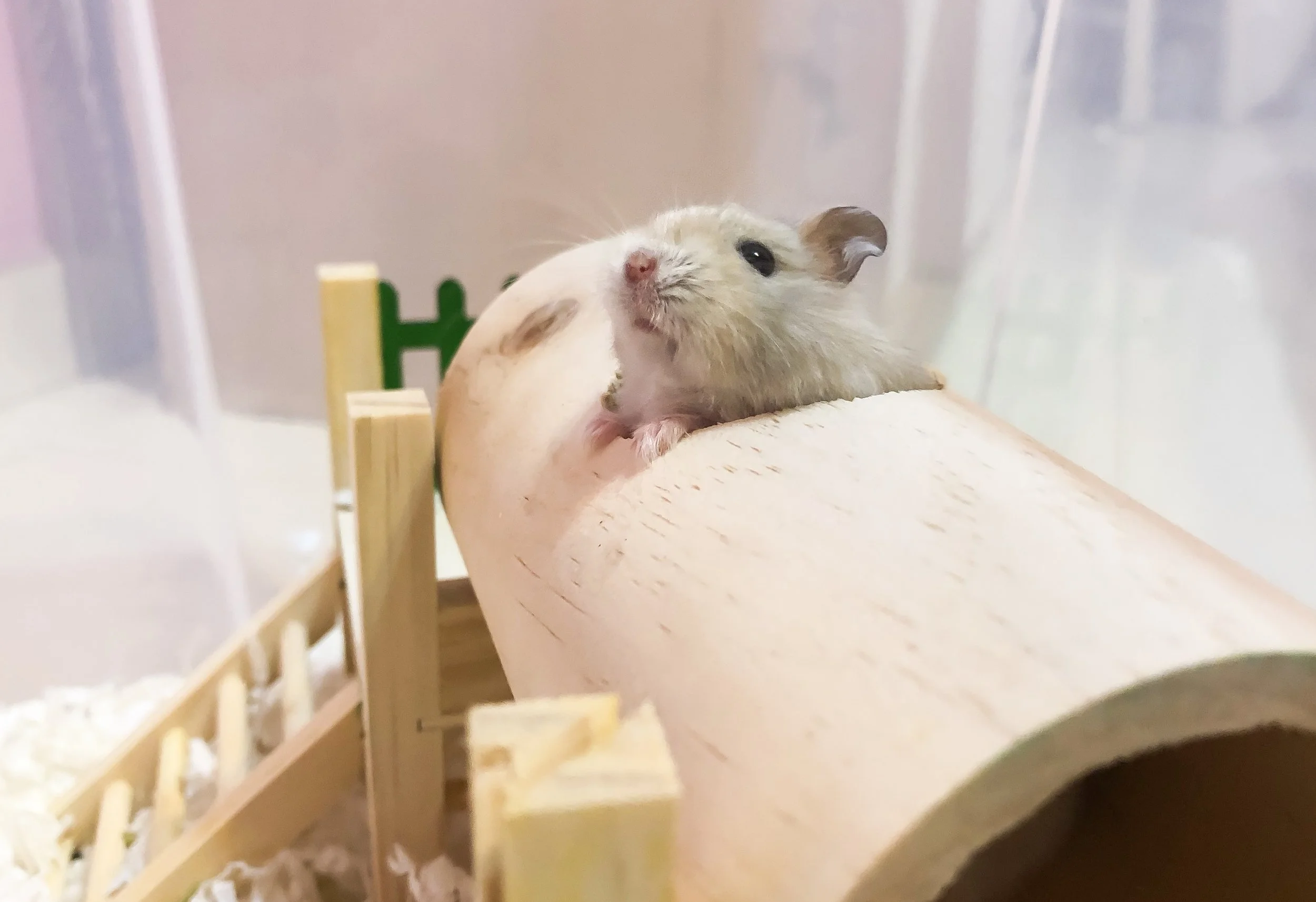 Finn (Adopted) — Hamster Society (Singapore)