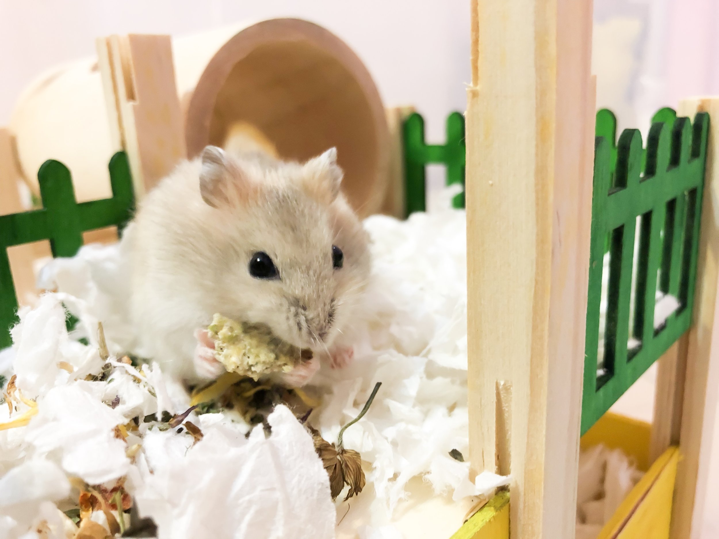 Finn (Adopted) — Hamster Society (Singapore)