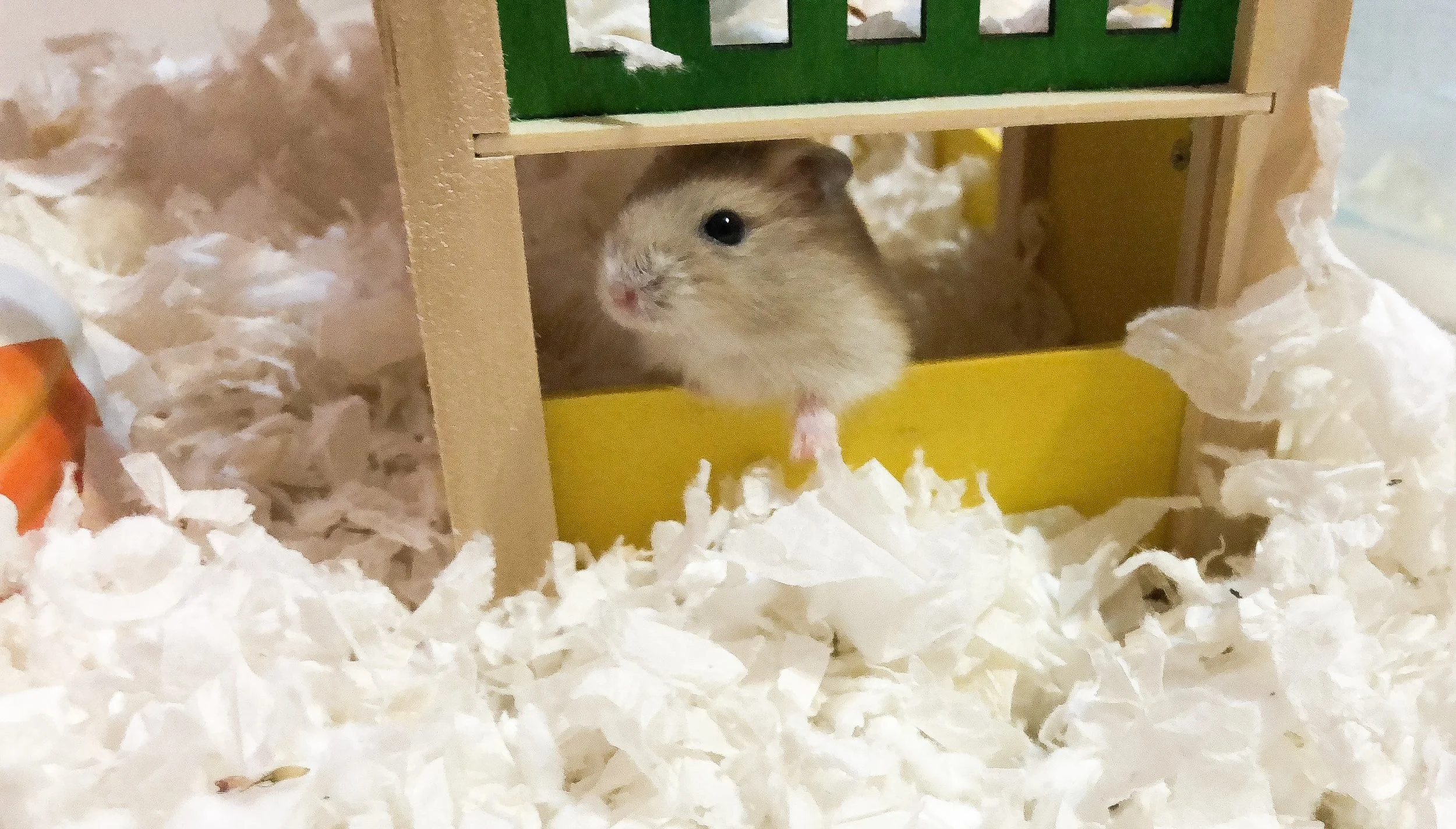 Finn (Adopted) — Hamster Society (Singapore)