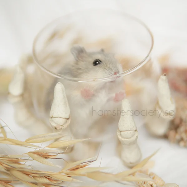Hamster Society (Singapore)