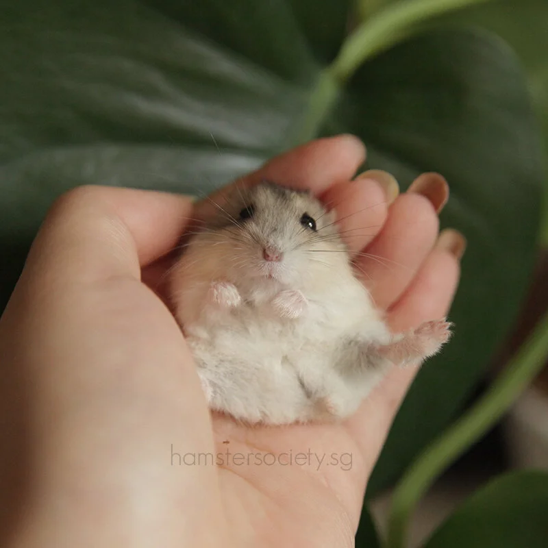 Skipper (Adopted) — Hamster Society (Singapore)