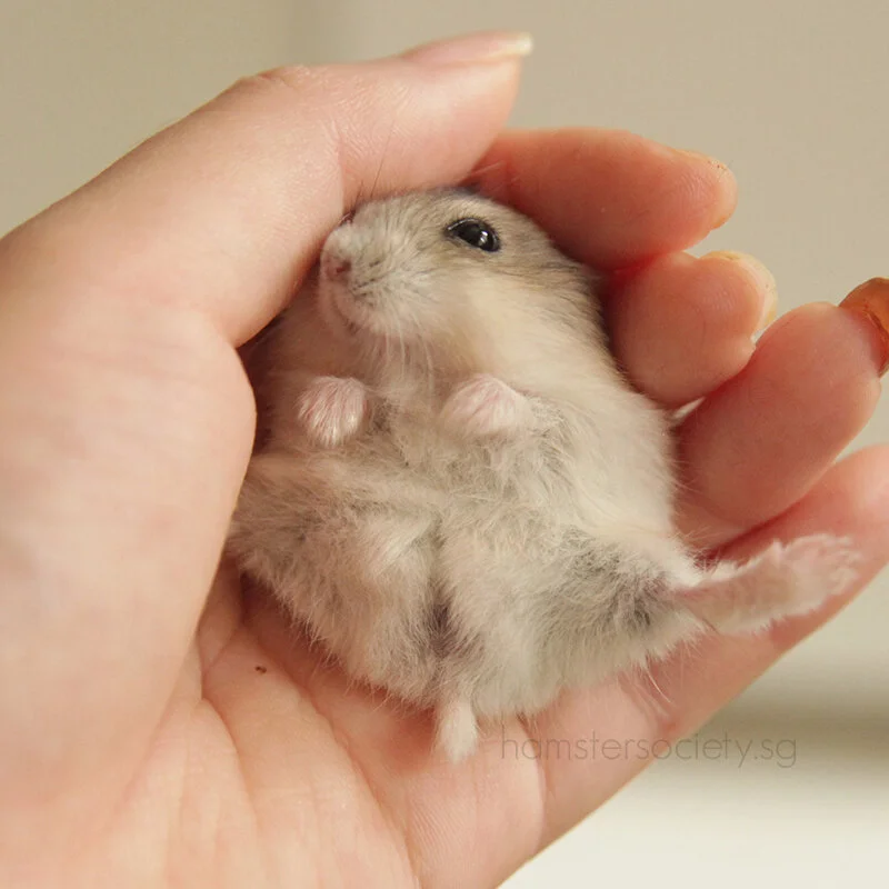 Skipper (Adopted) — Hamster Society (Singapore)