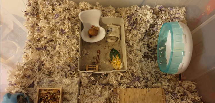 The art of hamster burrows — Hamster Society (Singapore)