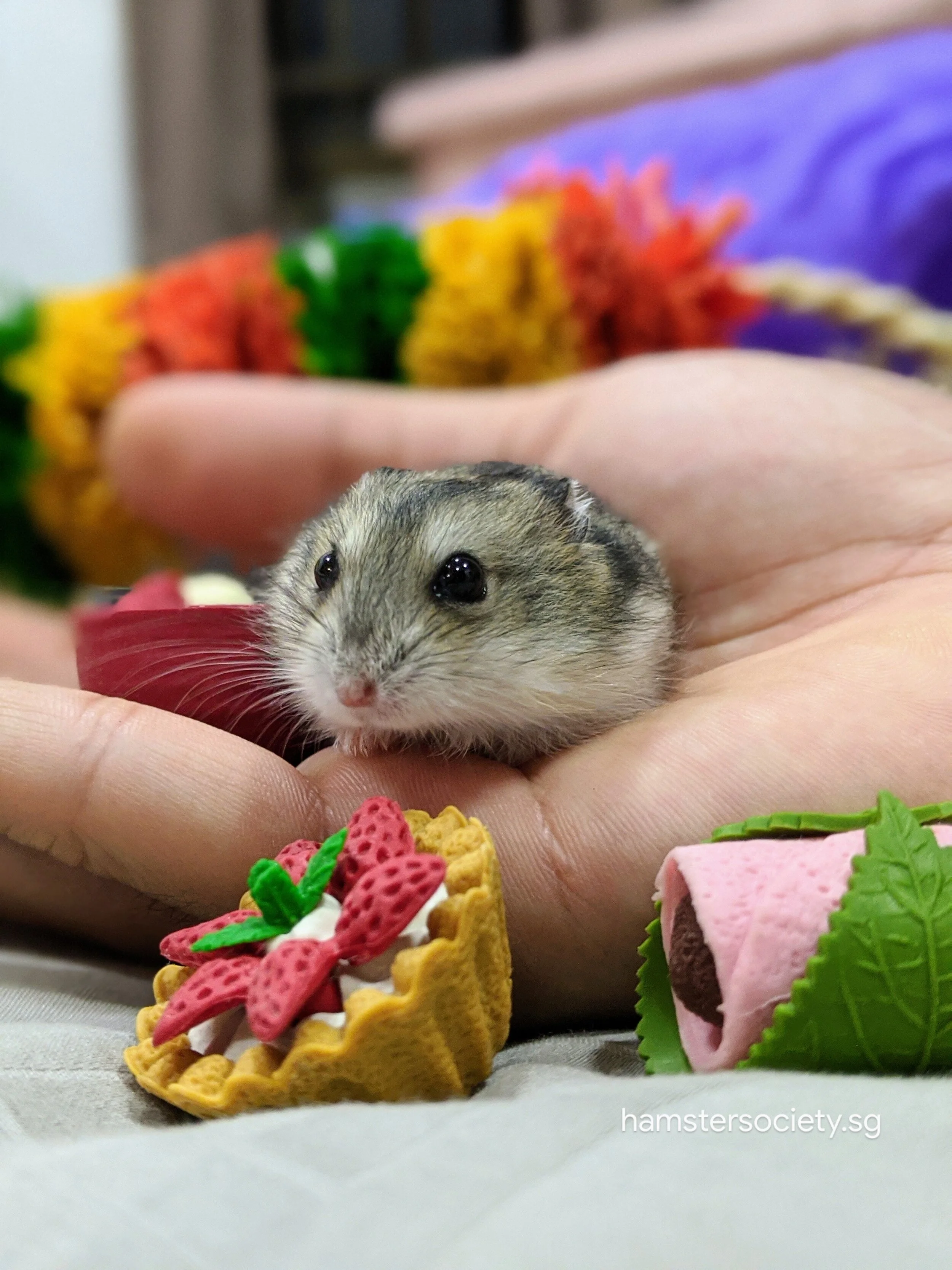 Beatrice (Adopted) — Hamster Society (Singapore)