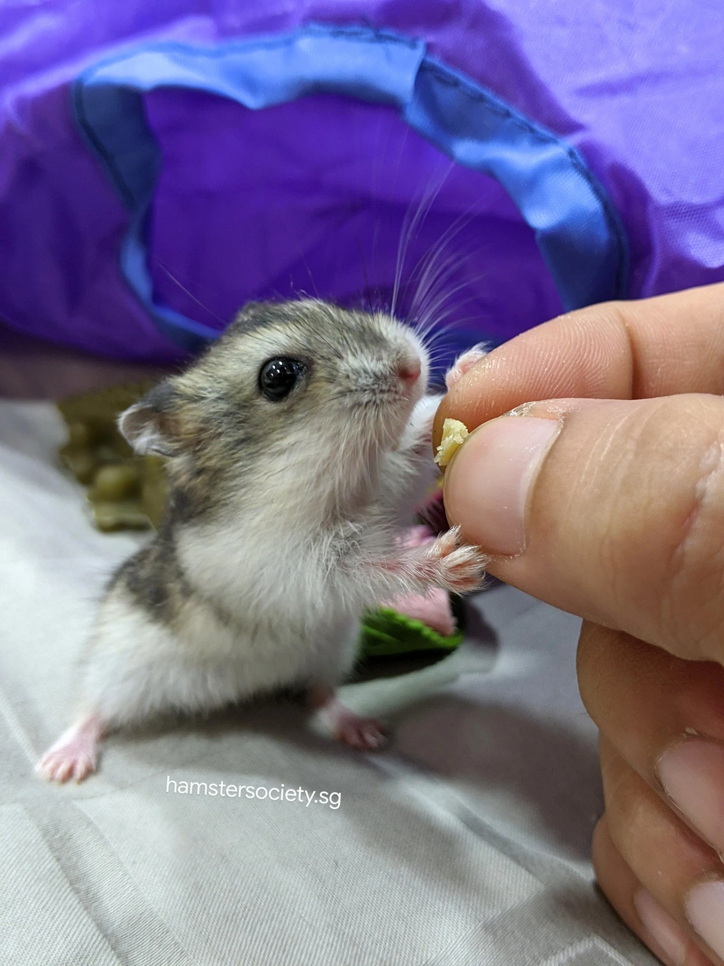 Beatrice (Adopted) — Hamster Society (Singapore)