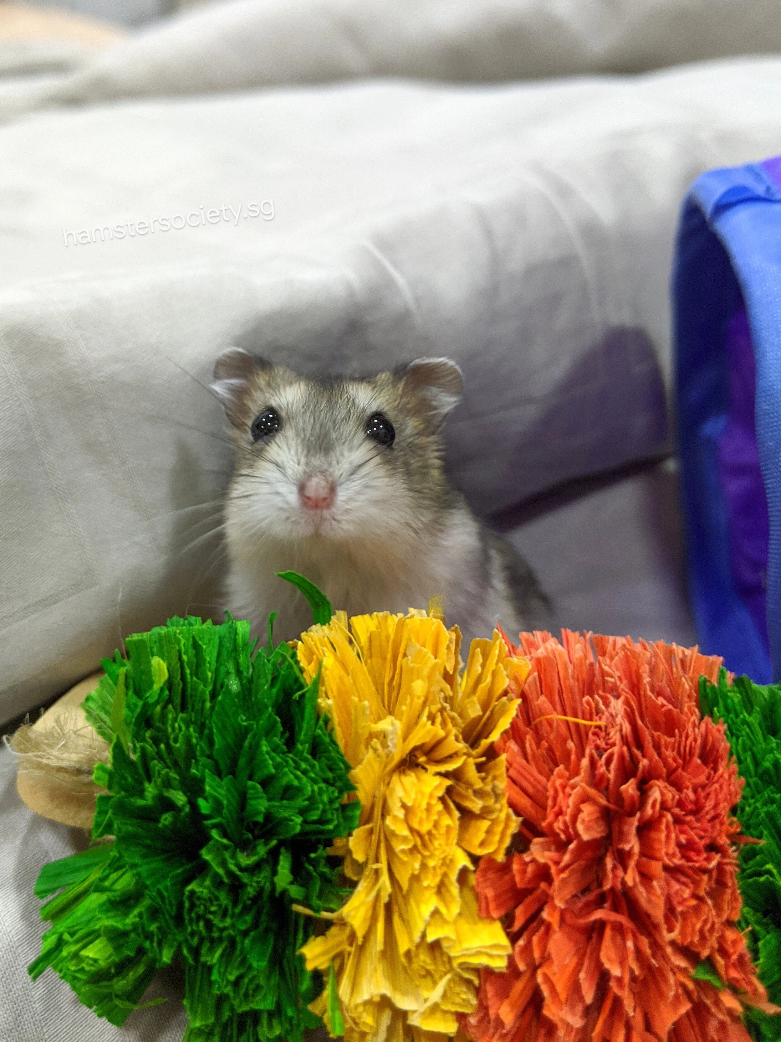 Beatrice (Adopted) — Hamster Society (Singapore)