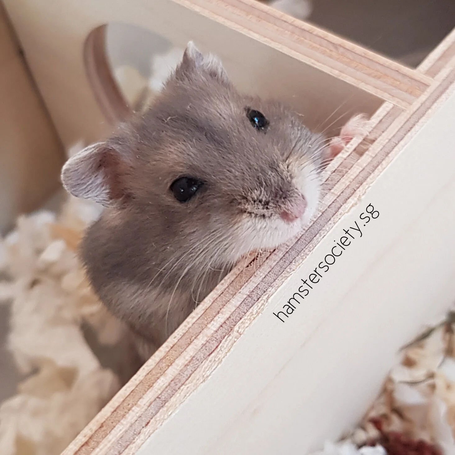 Dusky (Adopted) — Hamster Society (Singapore)