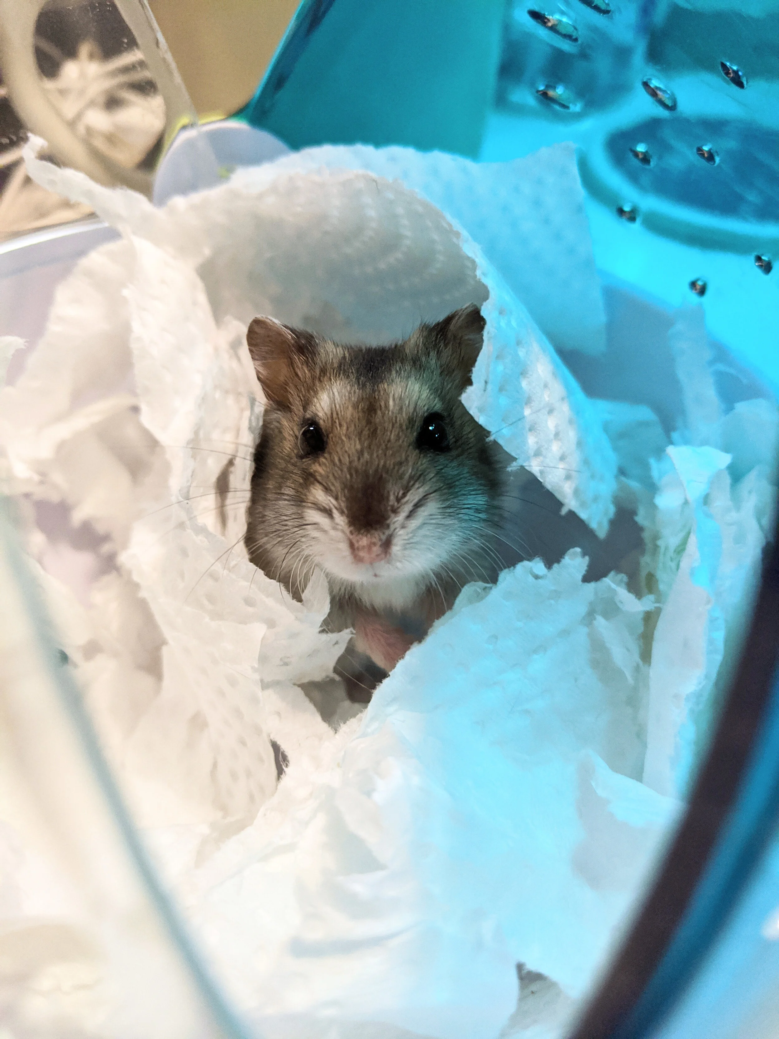 Dumpling (Adopted) — Hamster Society (Singapore)