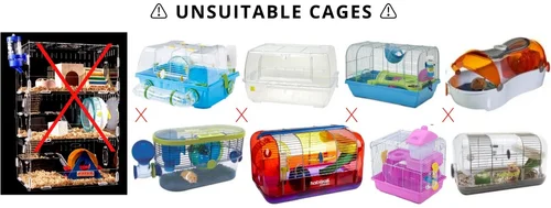 The Ultimate Hamster Starter Kit — Hamster Society (Singapore)