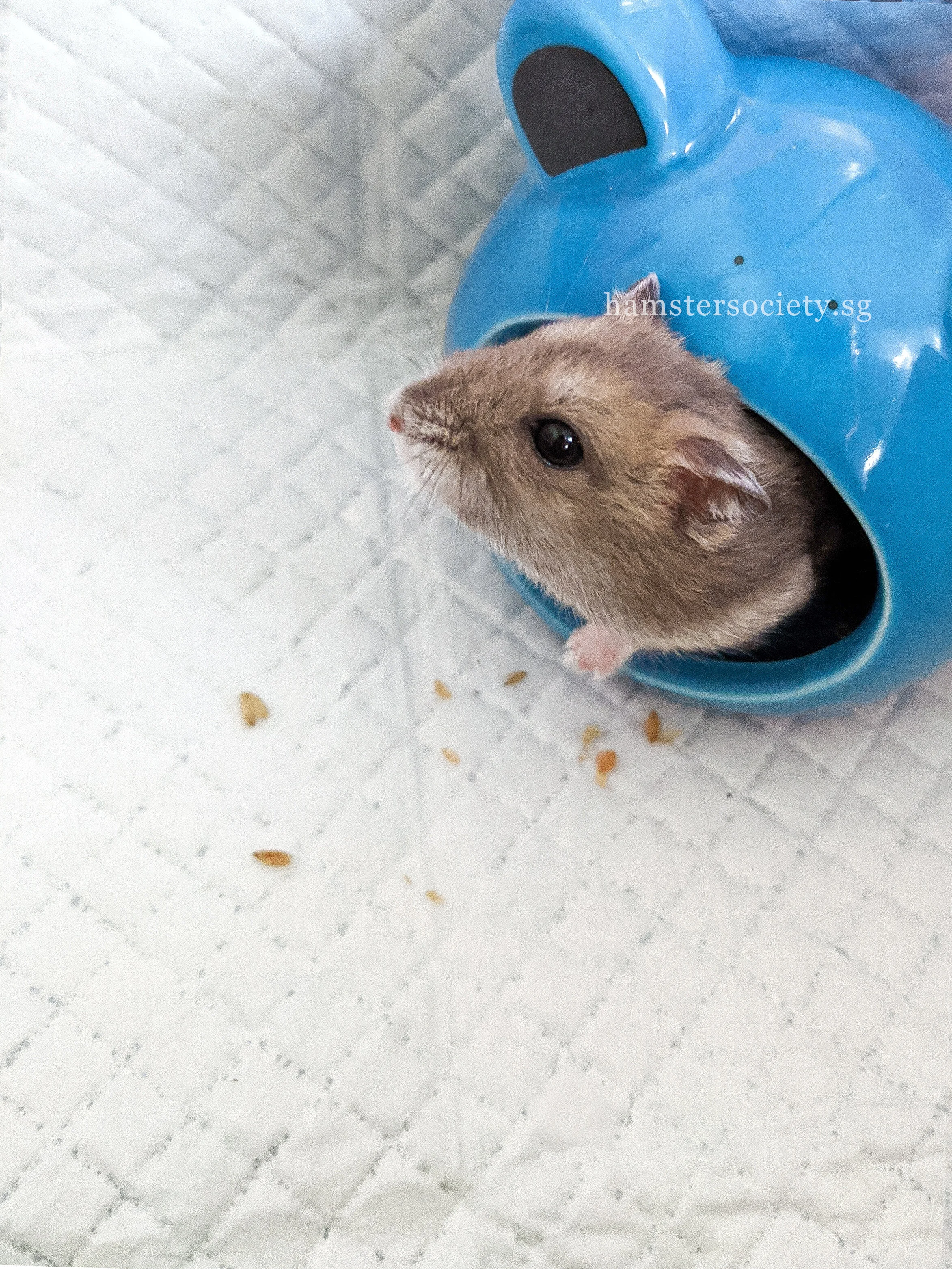 Chonky McChonkers (Adopted) — Hamster Society (Singapore)