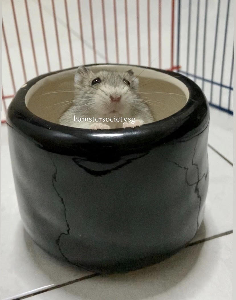 Rollie (Adopted) — Hamster Society (Singapore)