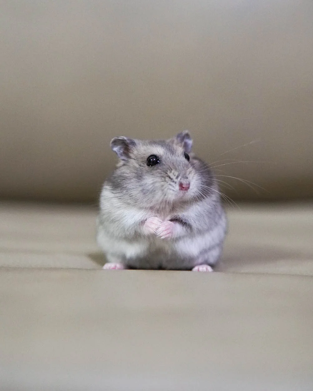 Goober (Adopted) — Hamster Society (Singapore)