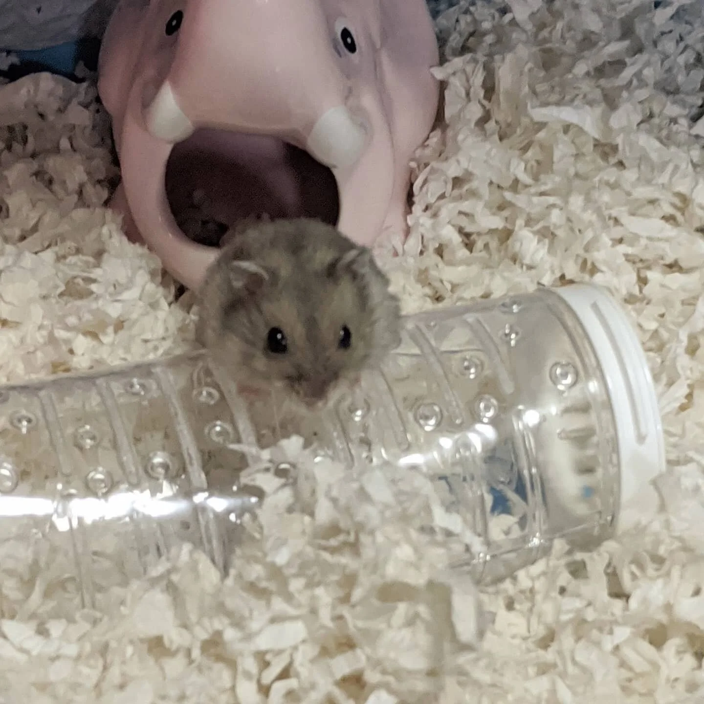 Tacos (Adopted) — Hamster Society (Singapore)