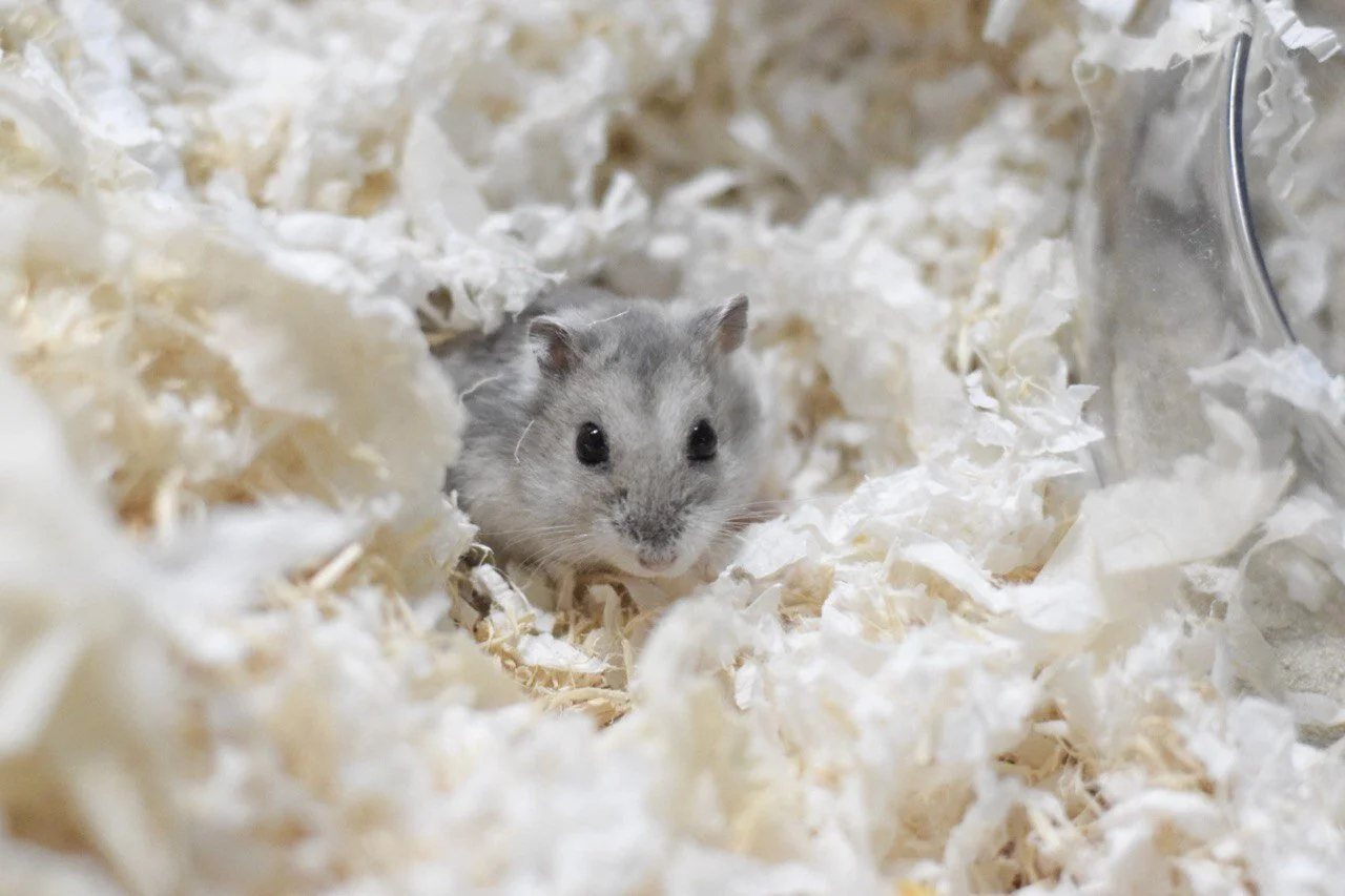 Polly (Adopted) — Hamster Society (Singapore)