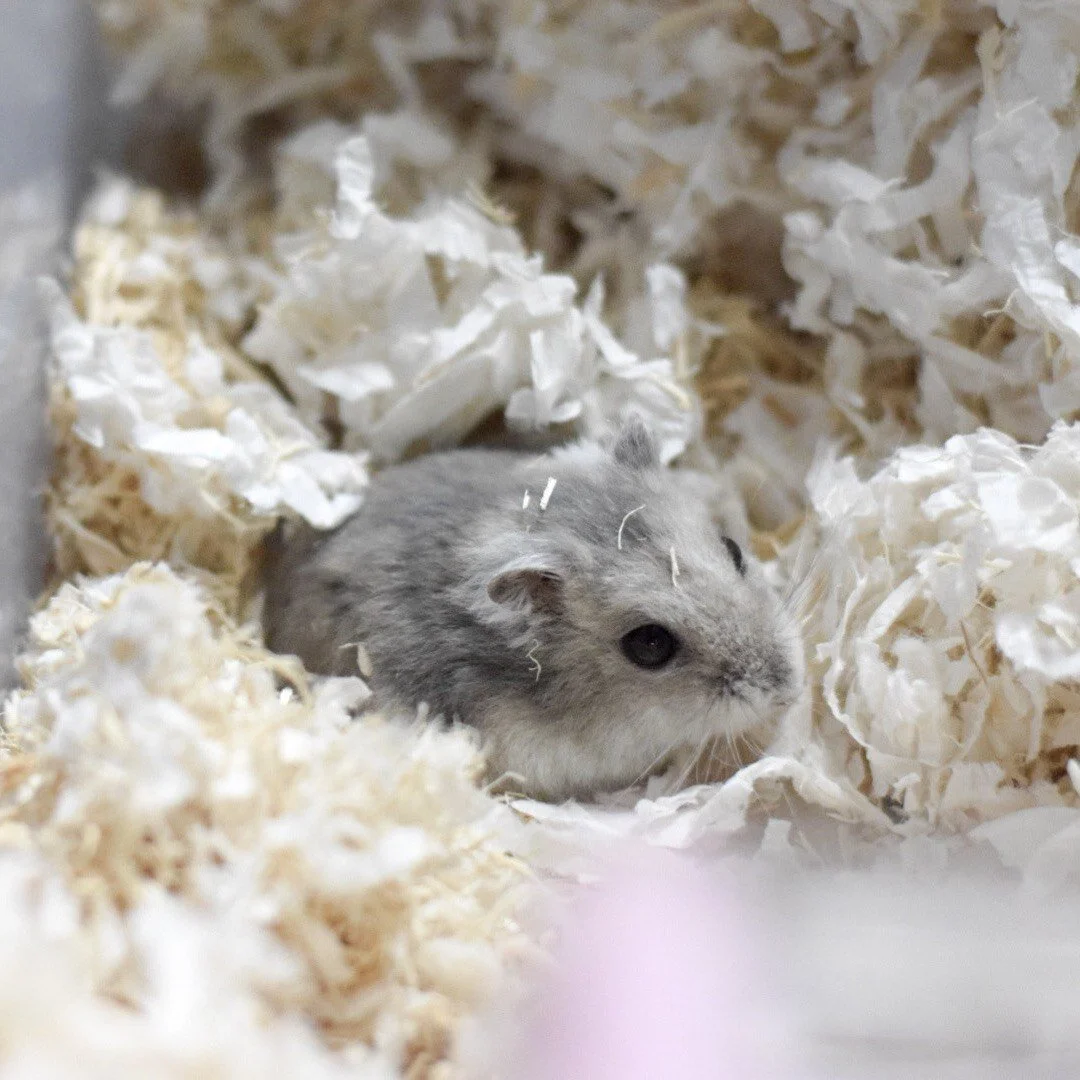 Polly (Adopted) — Hamster Society (Singapore)