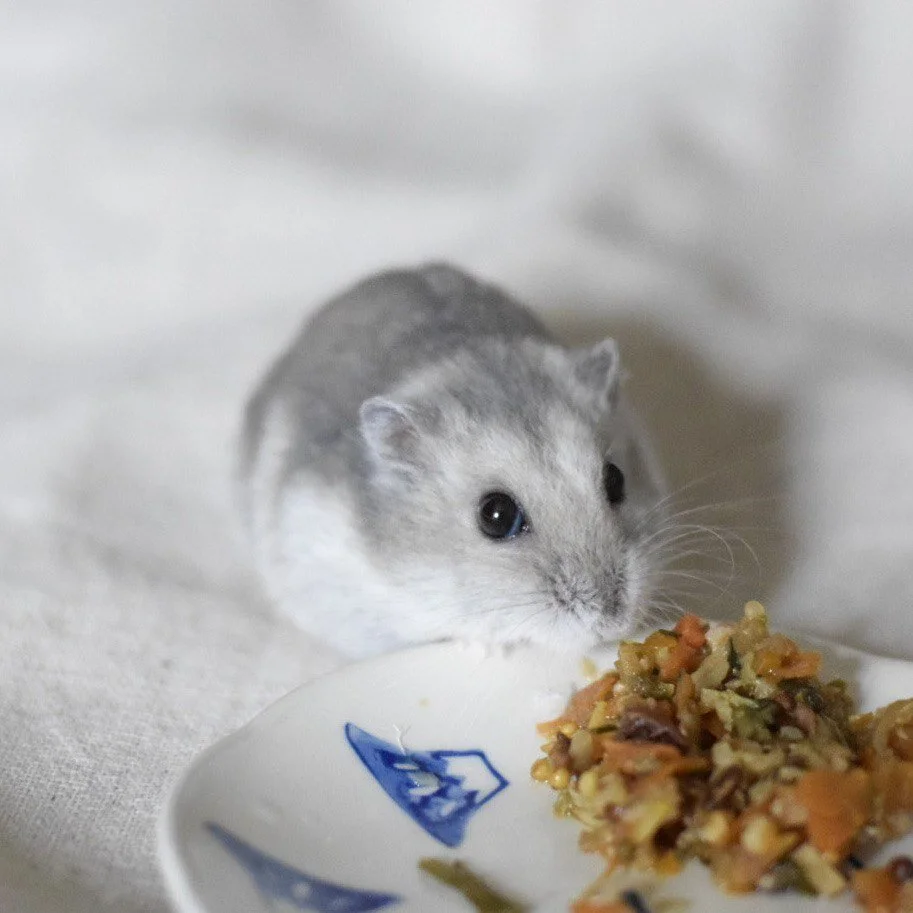 Polly (Adopted) — Hamster Society (Singapore)