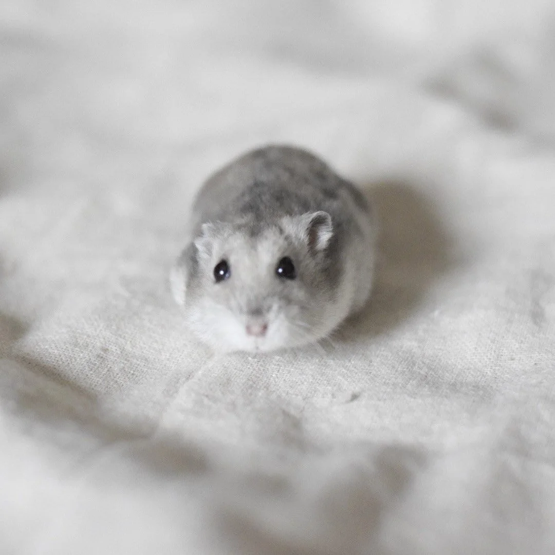 Polly (Adopted) — Hamster Society (Singapore)