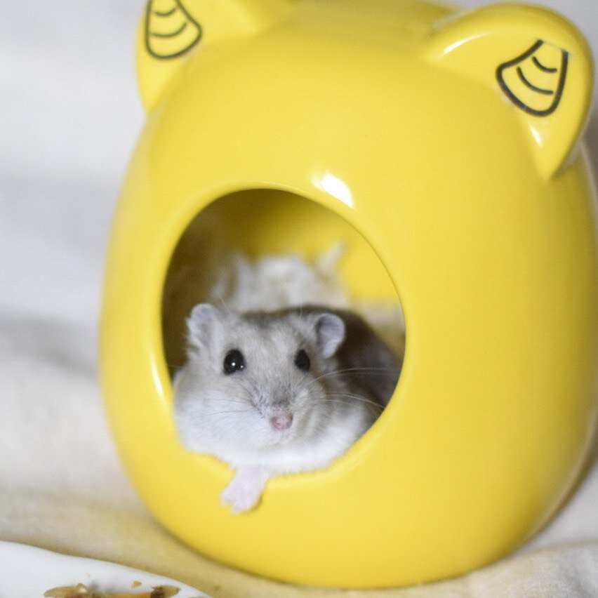 Polly (Adopted) — Hamster Society (Singapore)