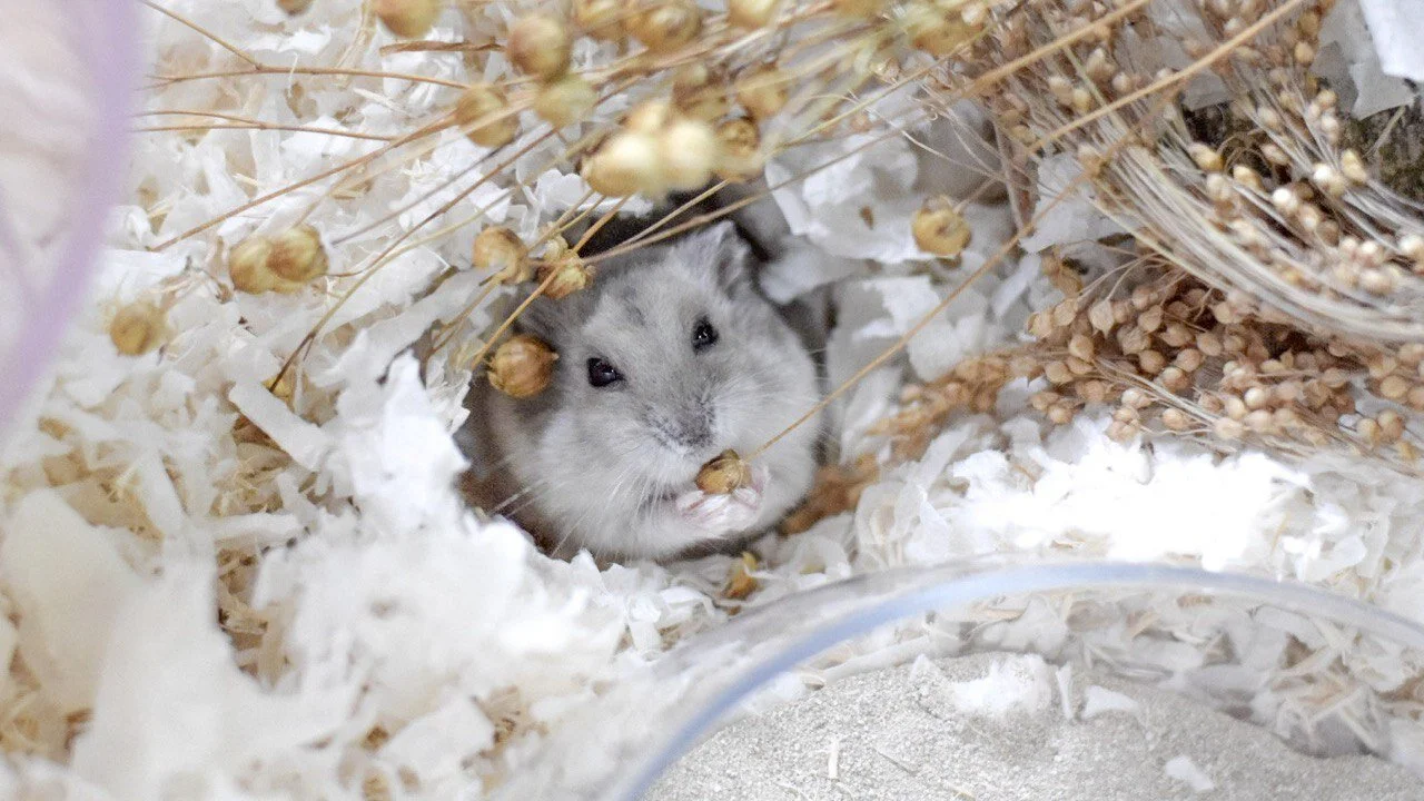 Polly (Adopted) — Hamster Society (Singapore)