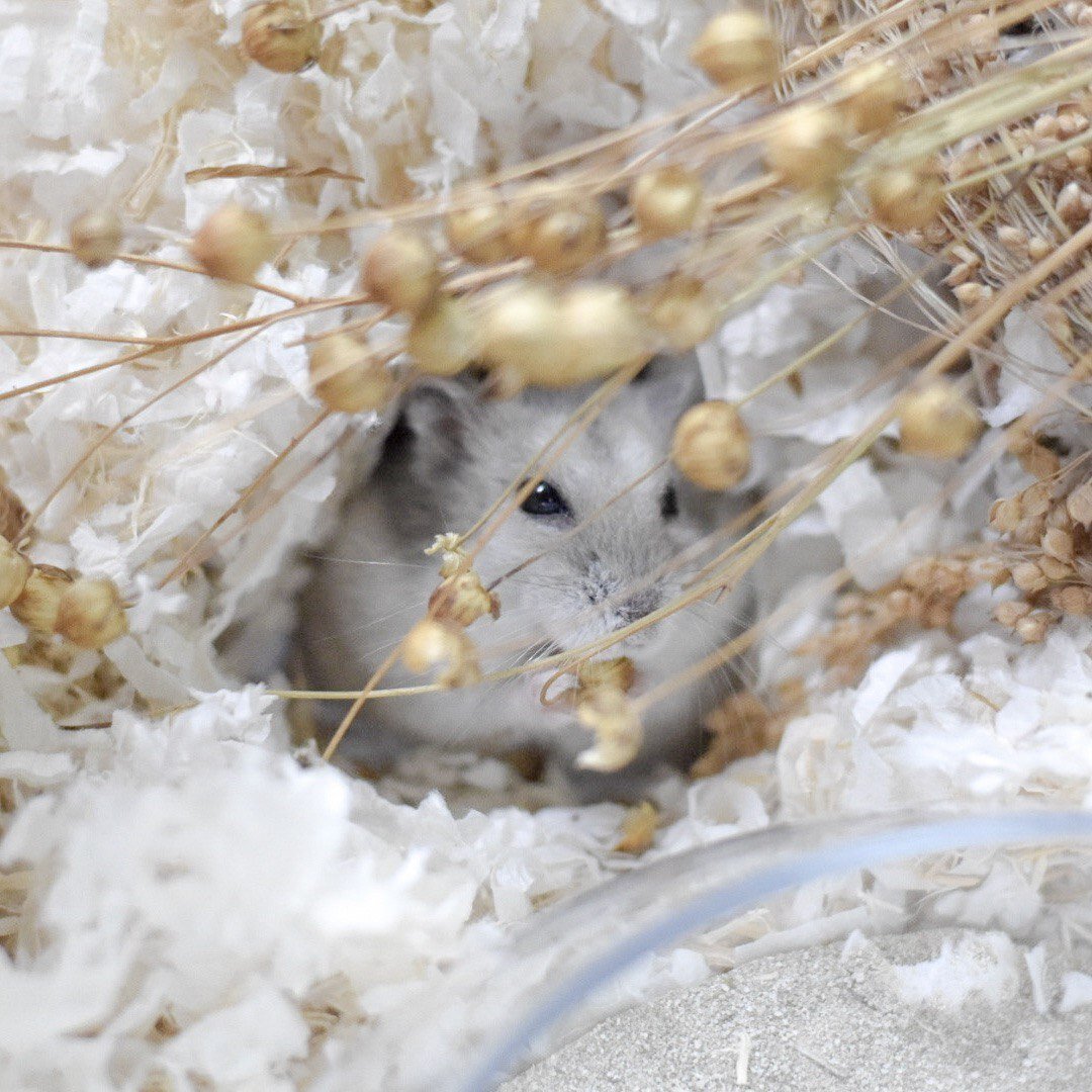 Polly (Adopted) — Hamster Society (Singapore)