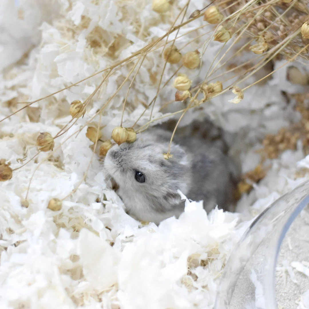 Polly (Adopted) — Hamster Society (Singapore)