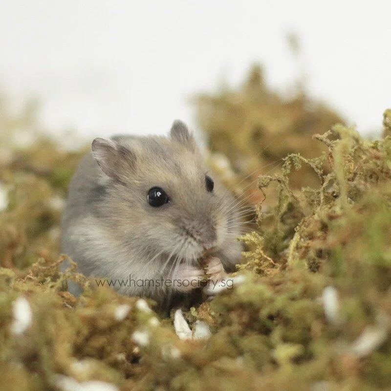 Harley (Adopted) — Hamster Society (Singapore)