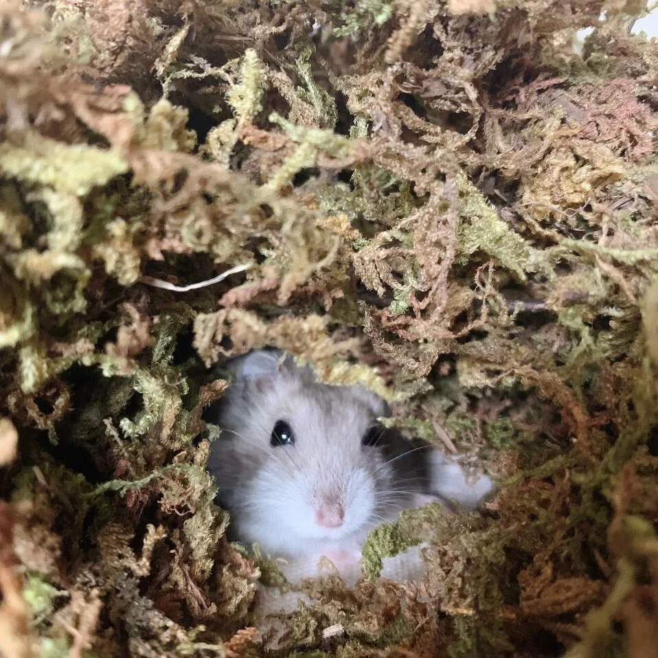 Chestnut (Adopted) — Hamster Society (Singapore)
