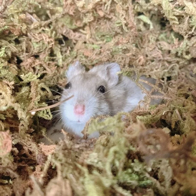 Chestnut (Adopted) — Hamster Society (Singapore)