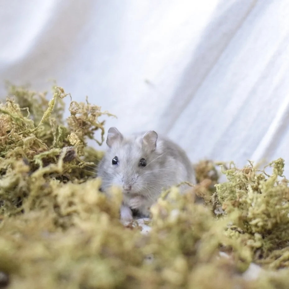 Chestnut (Adopted) — Hamster Society (Singapore)