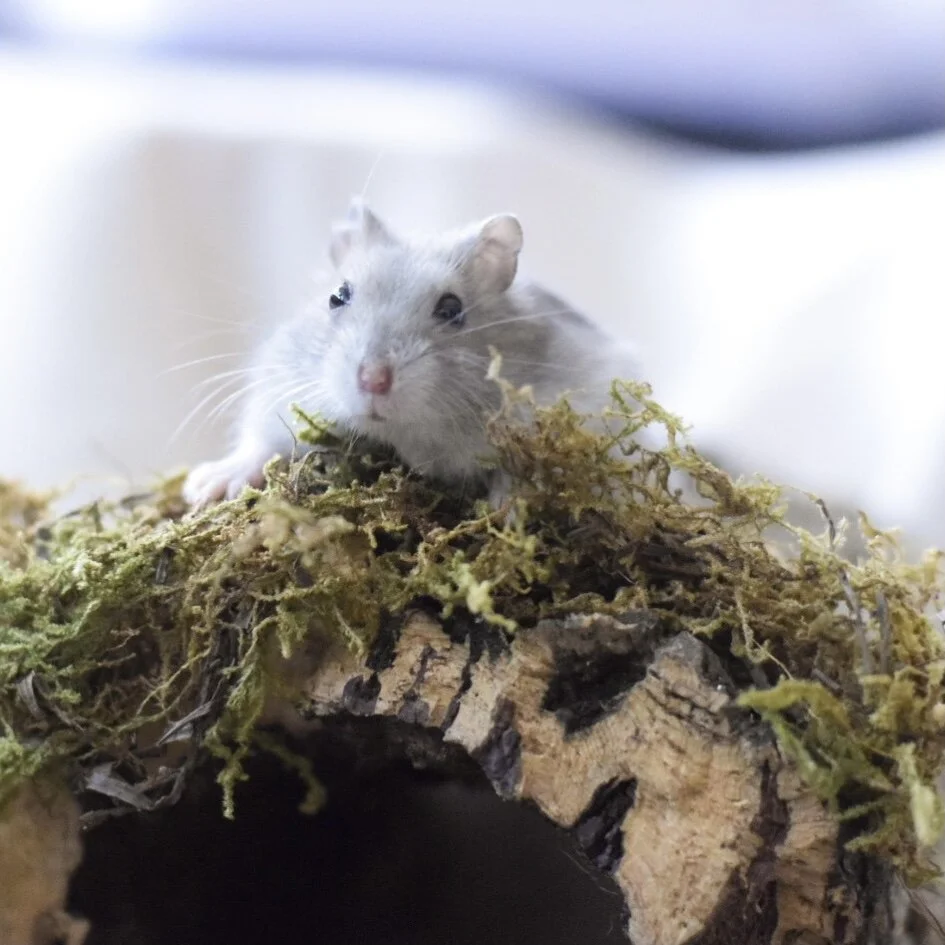 Chestnut (Adopted) — Hamster Society (Singapore)