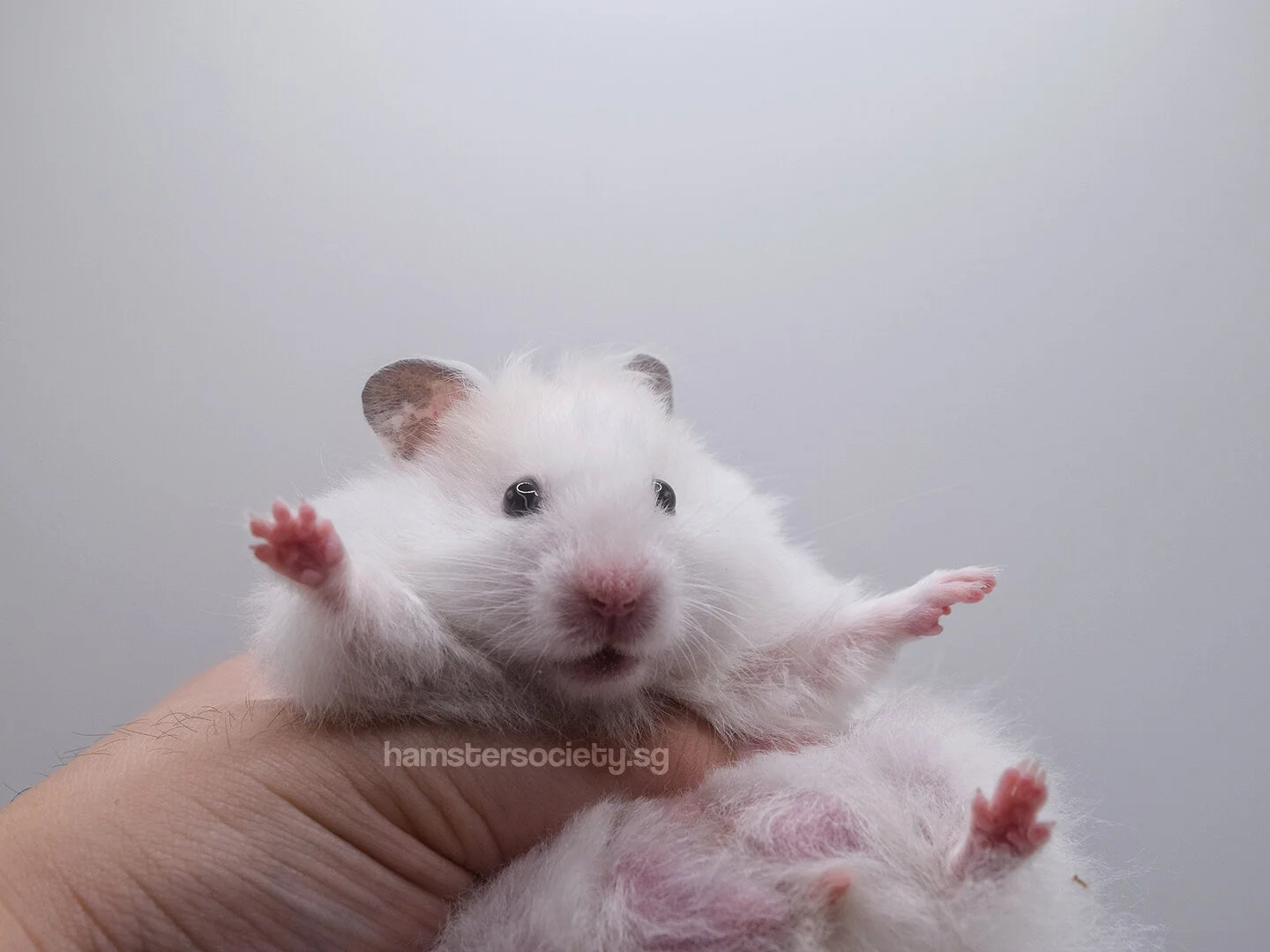 Gregory (Adopted) — Hamster Society (Singapore)