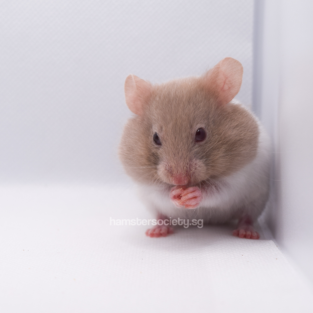 Choya Umeshu (Adopted) — Hamster Society (Singapore)