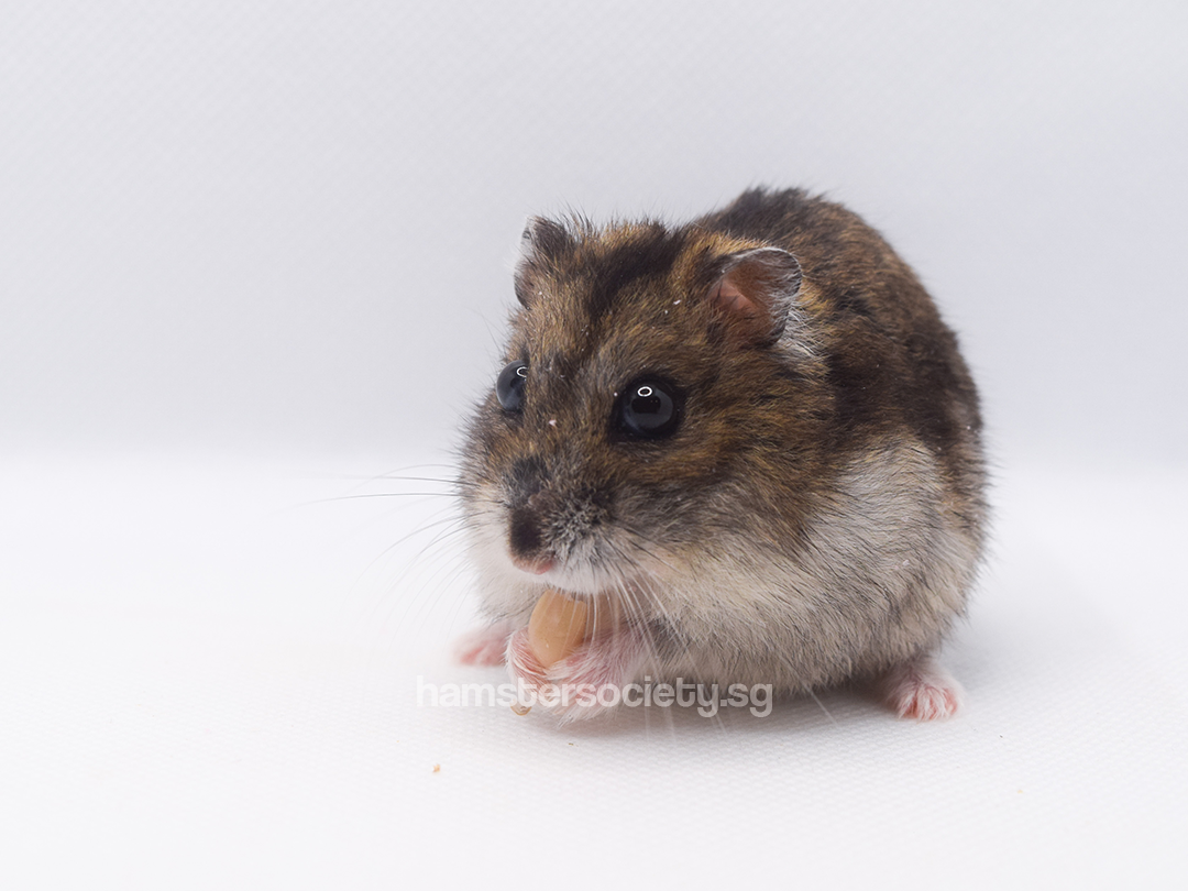Orange (Adopted) — Hamster Society (Singapore)