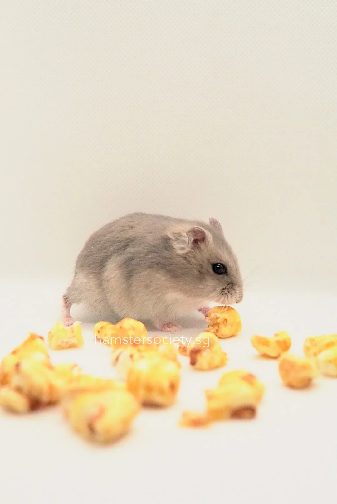 Nebula (Adopted) — Hamster Society (Singapore)