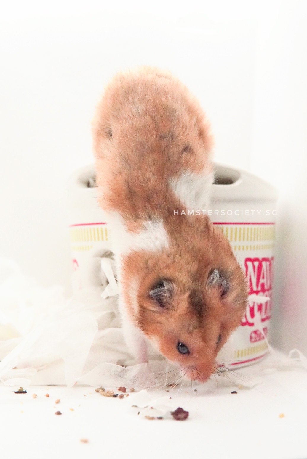 Xiaoming (Adopted) — Hamster Society (Singapore)