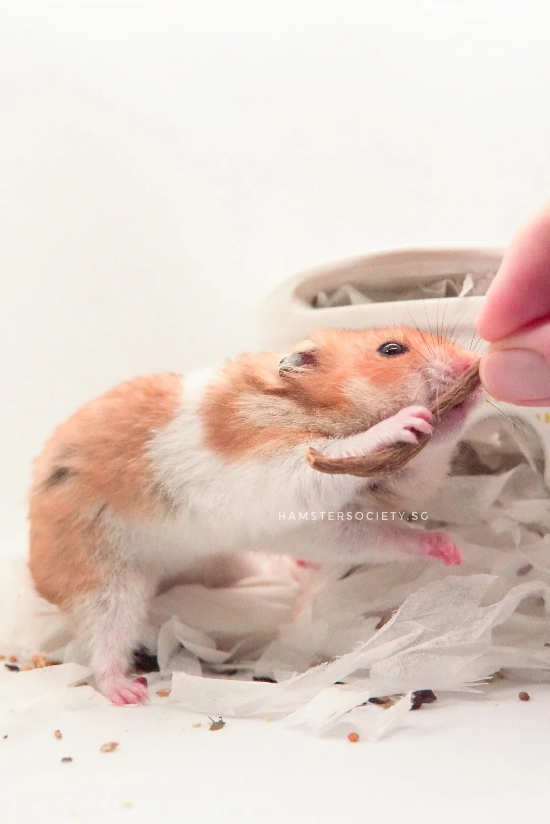 Xiaoming (Adopted) — Hamster Society (Singapore)