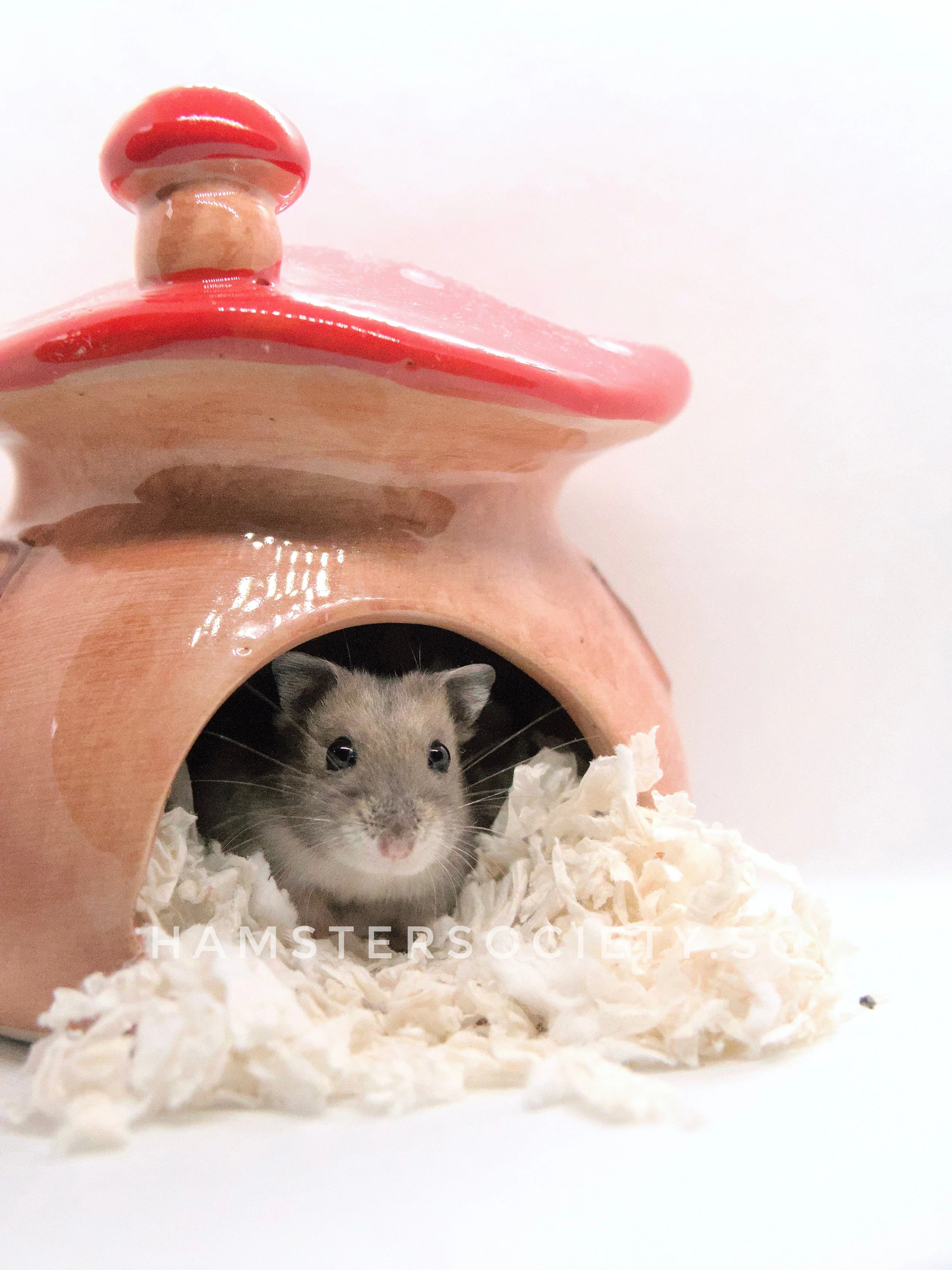 Shroomy Kinoko (Adopted) — Hamster Society (Singapore)
