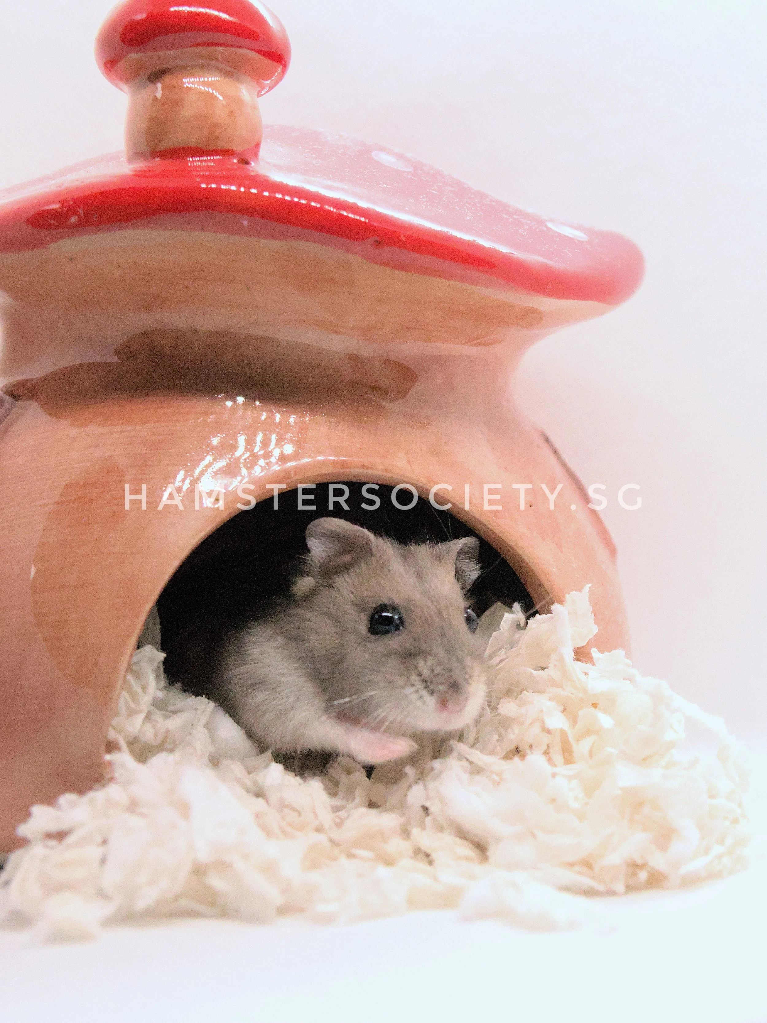 Shroomy Kinoko (Adopted) — Hamster Society (Singapore)
